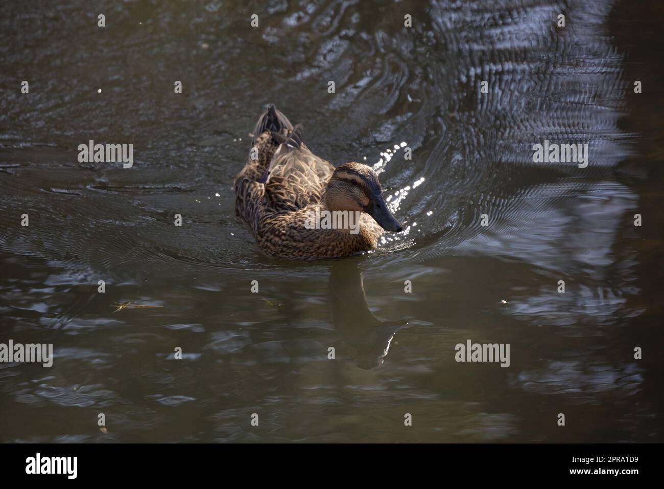 Rouen Duck Hen Stock Photo - Alamy