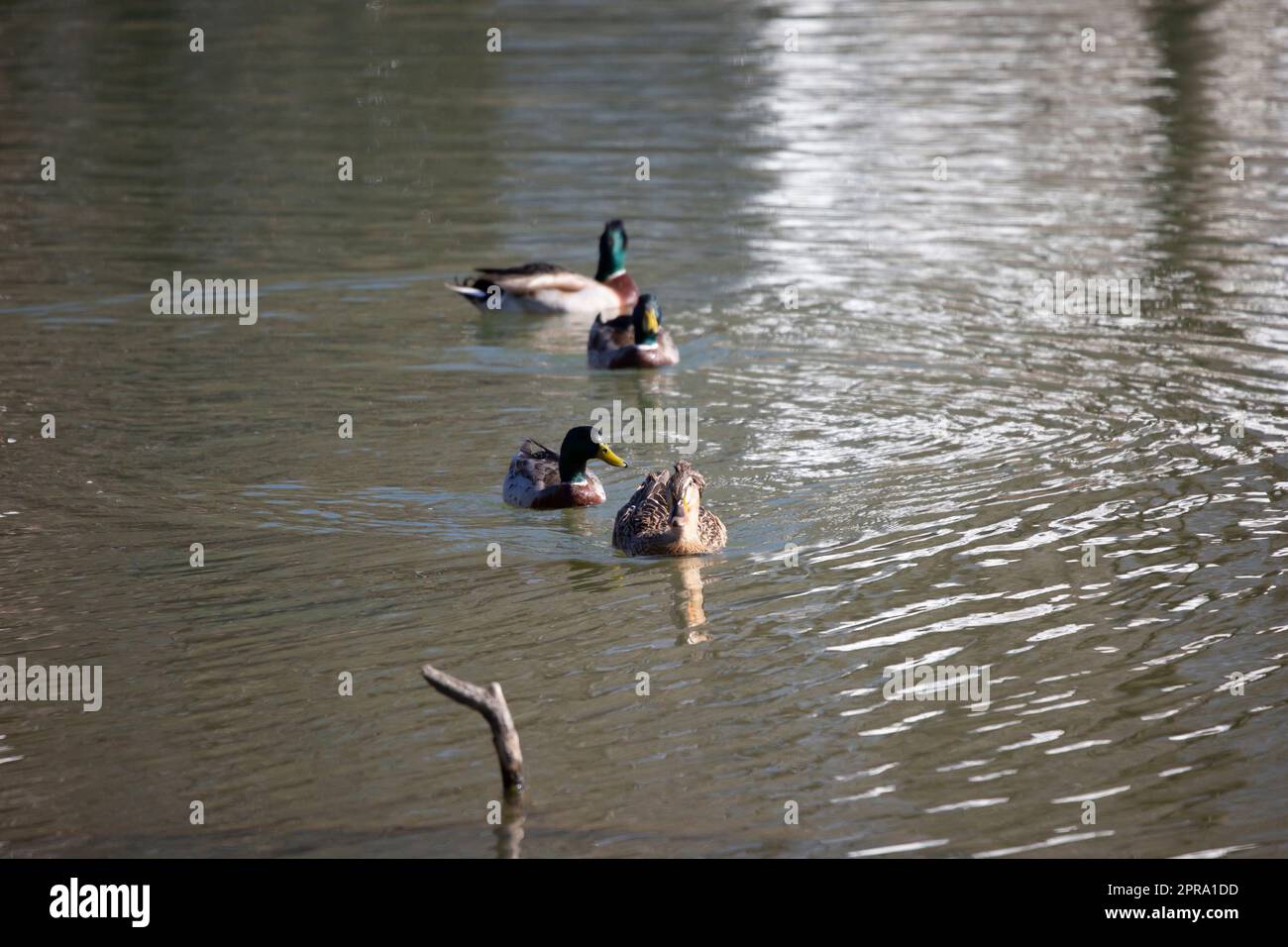 Rouen Ducks Swimming Stock Photo - Alamy