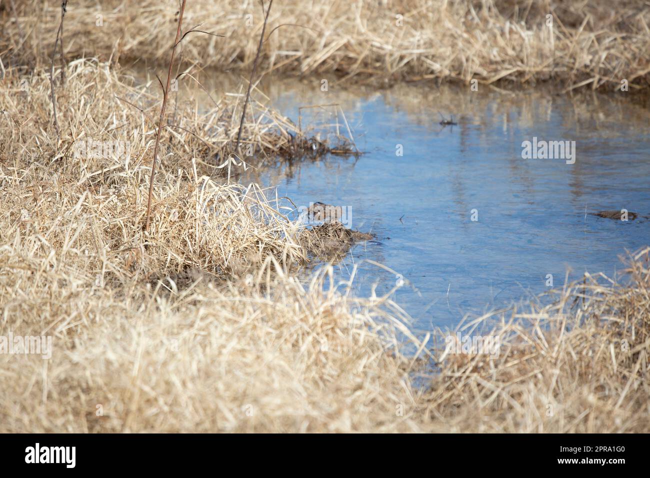 Grasses Growing in a Marshland Stock Photo - Alamy