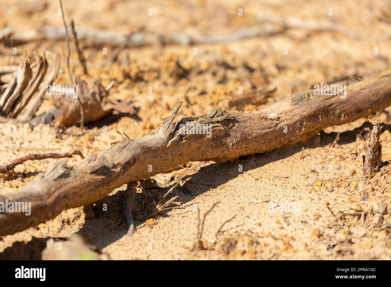 Stick on Dry Sand Stock Photo - Alamy