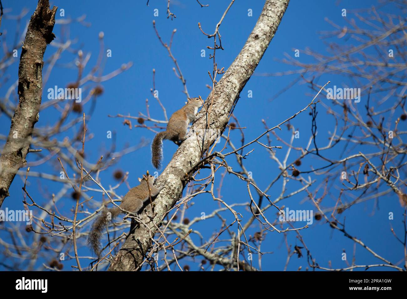 Pair of Eastern Gray Squirrels Stock Photo - Alamy