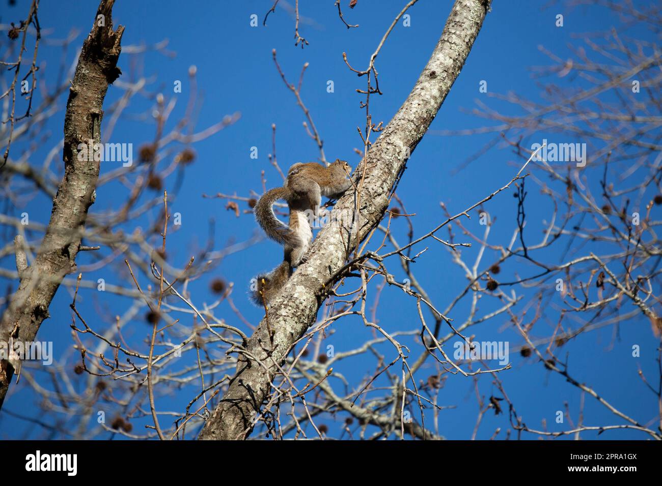 Pair of Eastern Gray Squirrels Stock Photo - Alamy