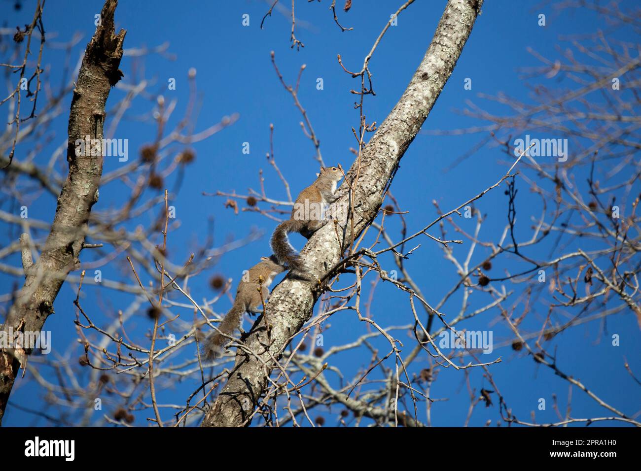 Pair of Eastern Gray Squirrels Stock Photo - Alamy