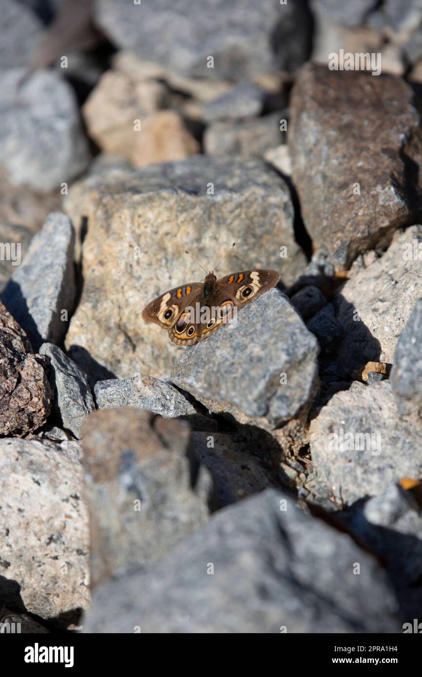 Common Buckeye Butterfly on the Ground Stock Photo - Alamy