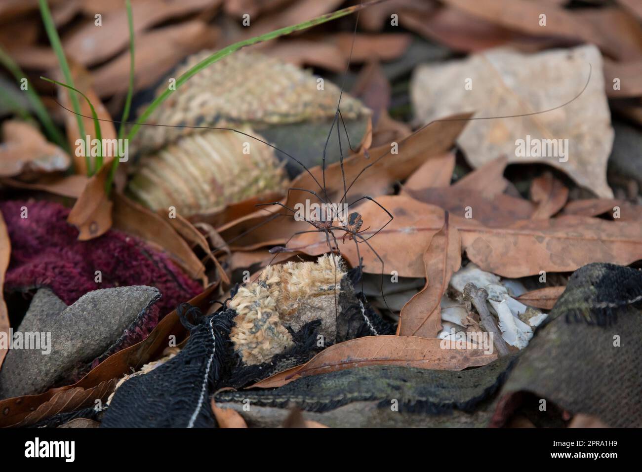 Eastern Harvestman Arachnids Mating Stock Photo - Alamy
