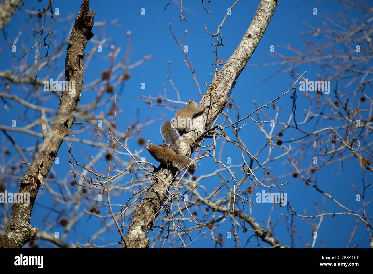 Common squirrels hi-res stock photography and images - Alamy