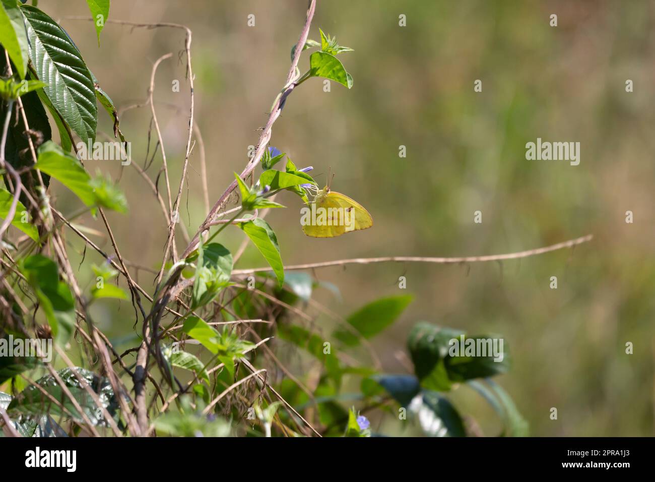 Cloudless Sulphur Butterfly Stock Photo - Alamy