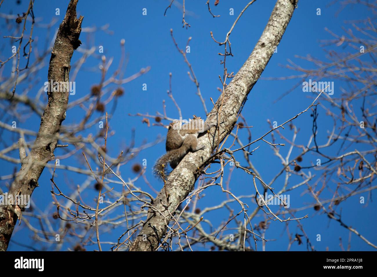 Eastern gray squirrels sciurus hi-res stock photography and images - Alamy