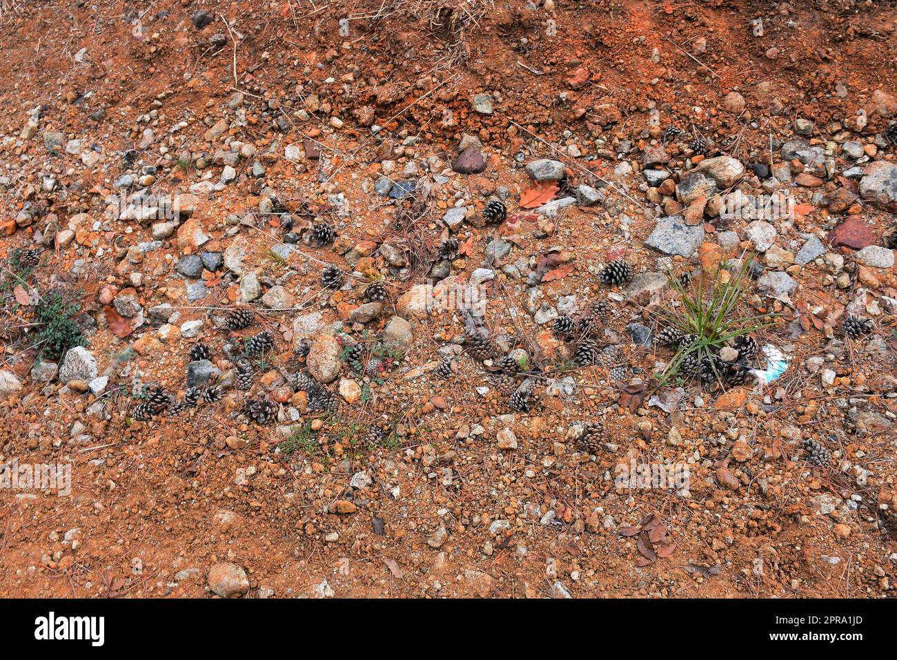 Pine cones on stony ground Stock Photo - Alamy