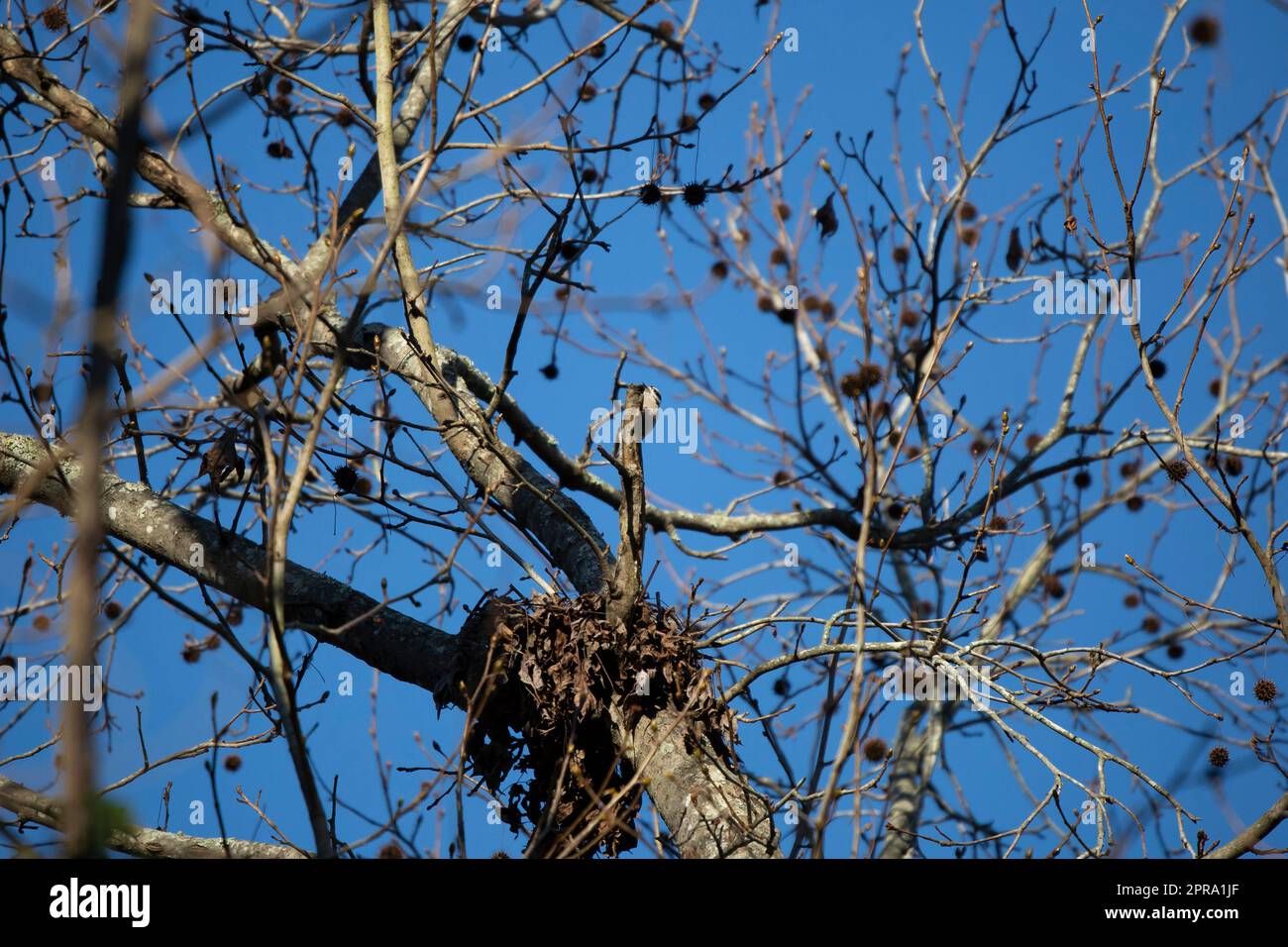 Downy Woodpecker Foraging Stock Photo - Alamy