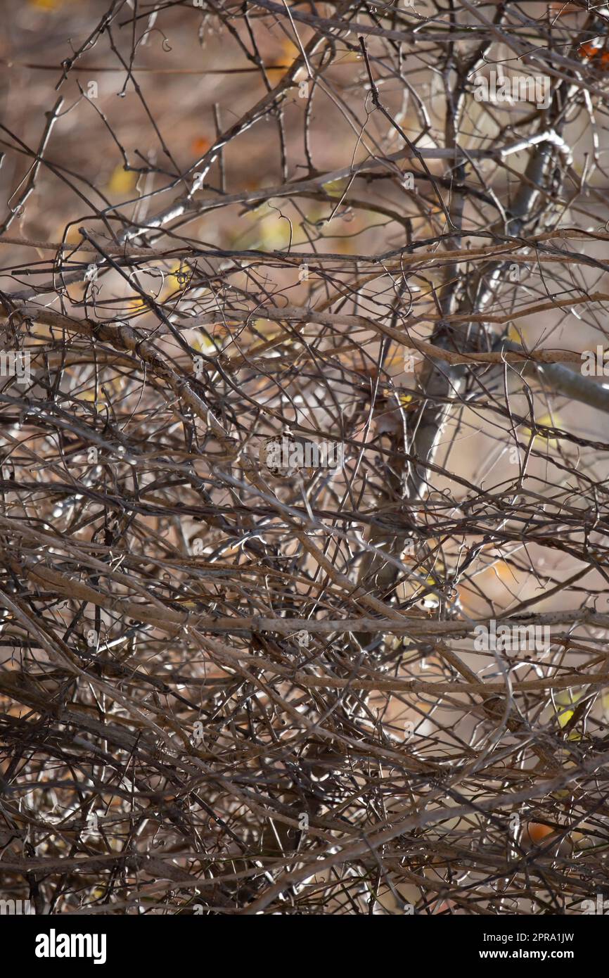 Curious sparrow hi-res stock photography and images - Alamy
