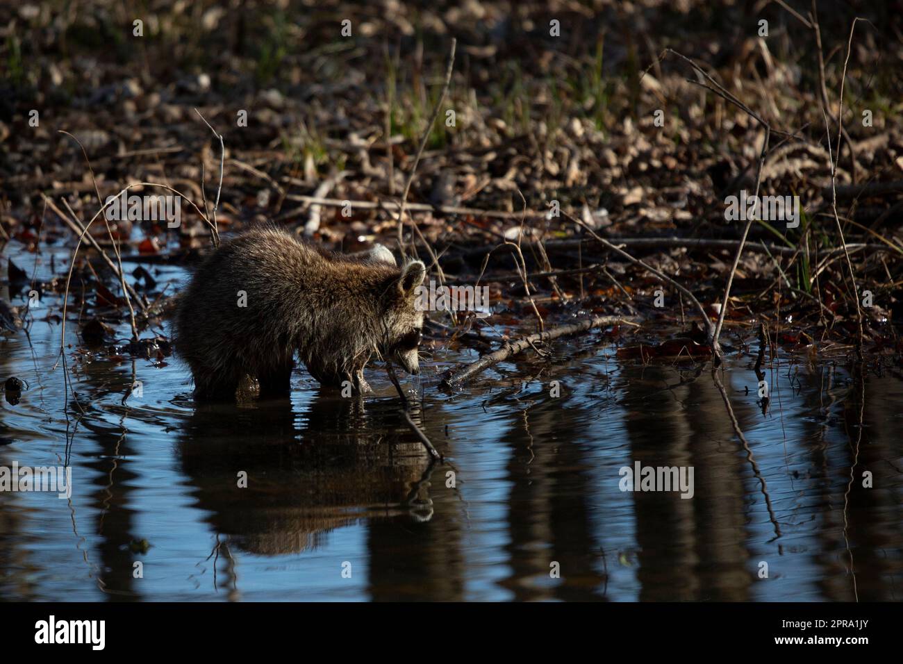 Common Raccoon Washing Its Hands Stock Photo - Alamy