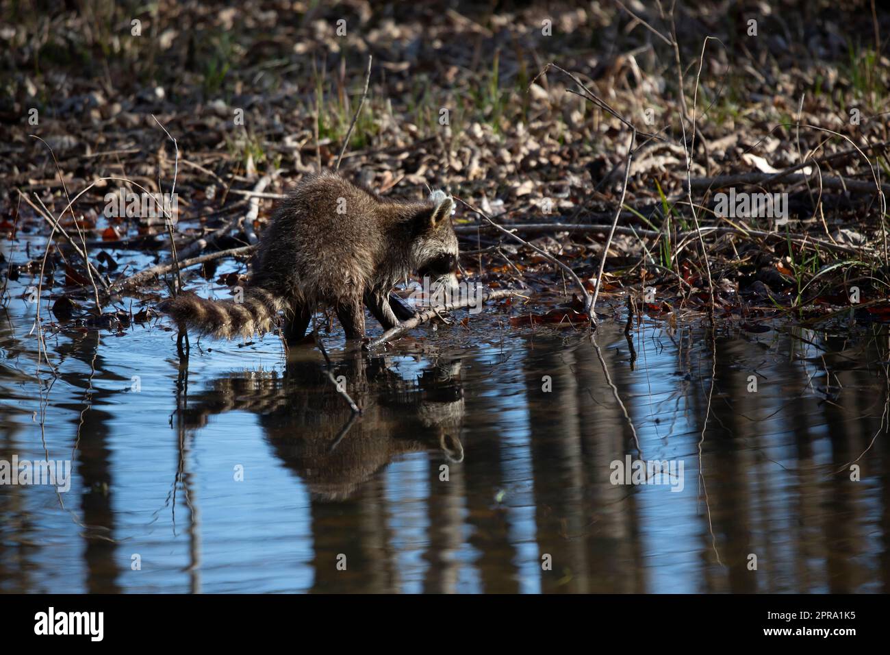 Common Raccoon Washing Its Hands Stock Photo - Alamy