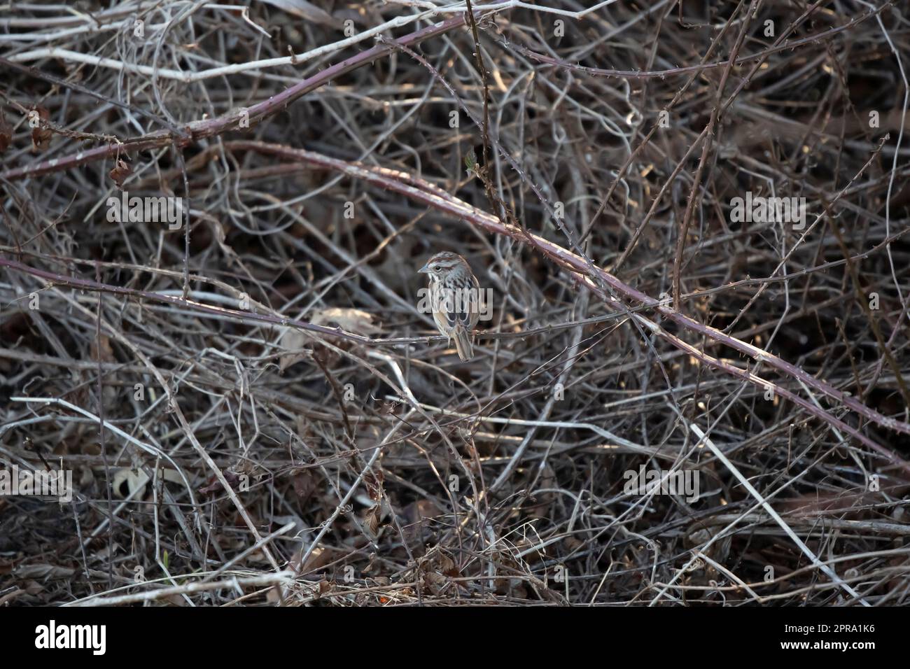 Cautious nature hi-res stock photography and images - Alamy