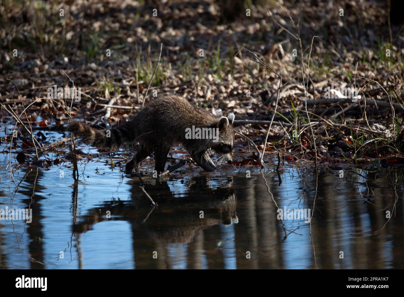Common Raccoon Washing Its Hands Stock Photo - Alamy