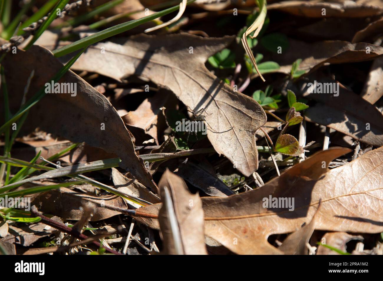 Spotted wolf spider hi-res stock photography and images - Alamy