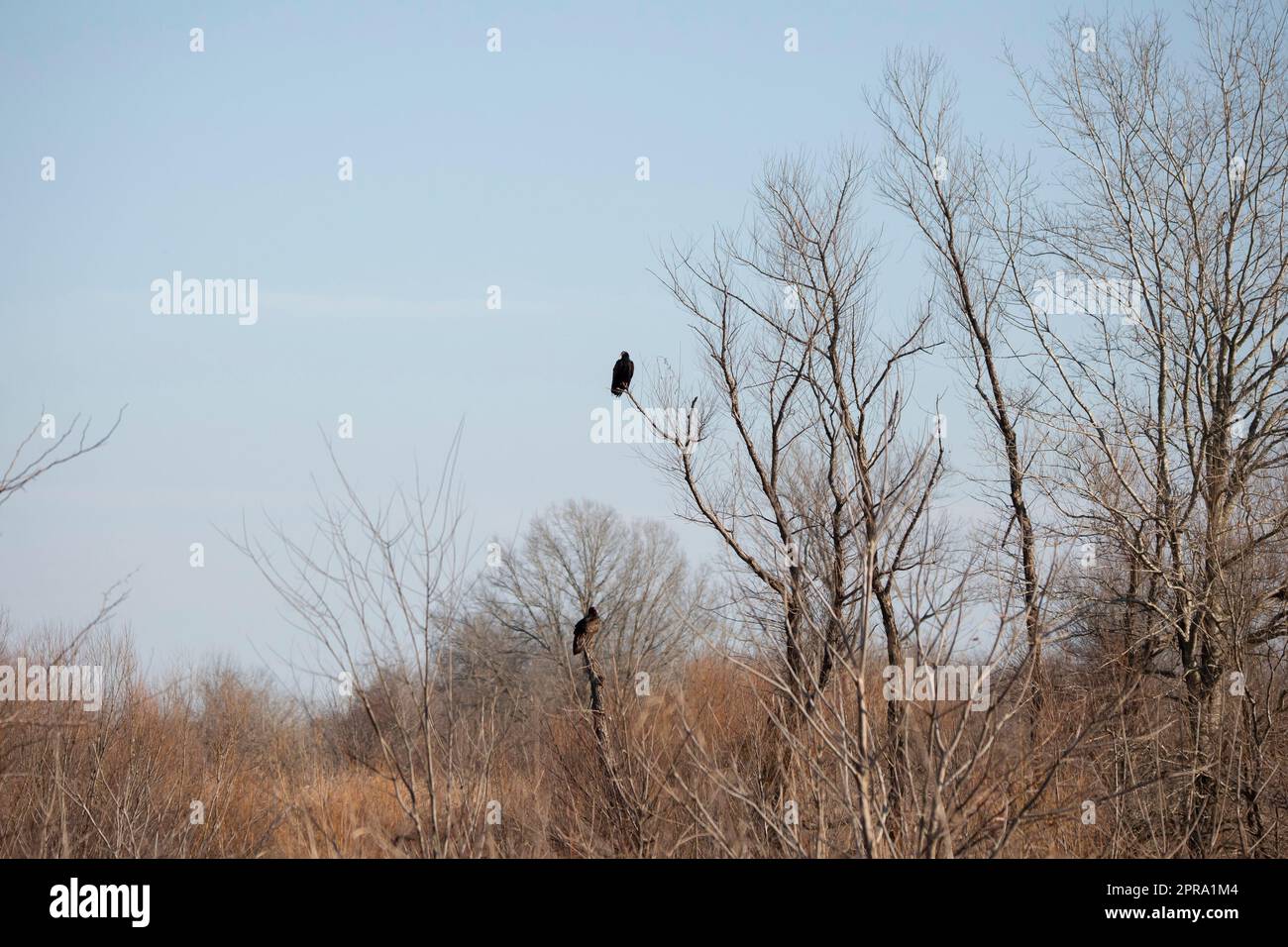 Turkey vultures hi-res stock photography and images - Alamy
