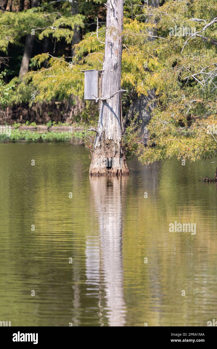 Nesting Cavity and Box Stock Photo - Alamy