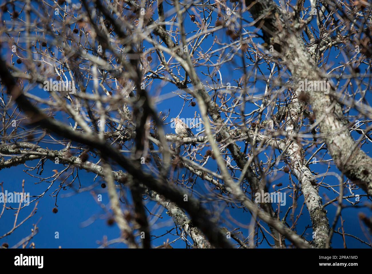 Majestic Yellow-Shafted Northern Flicker Stock Photo - Alamy