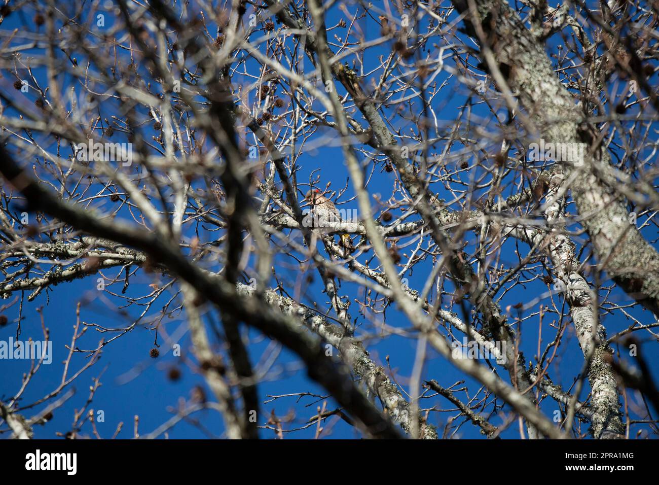 Curious Yellow-Shafted Northern Flicker Stock Photo - Alamy