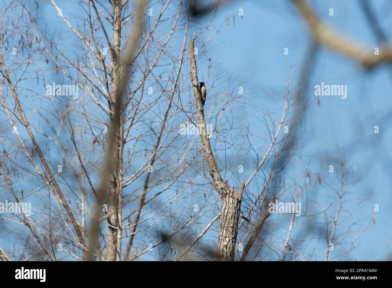 Yellow-Shafted Northern Flicker Stock Photo - Alamy