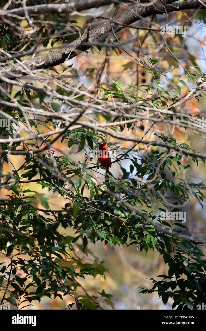 Male Northern Cardinal Stock Photo - Alamy