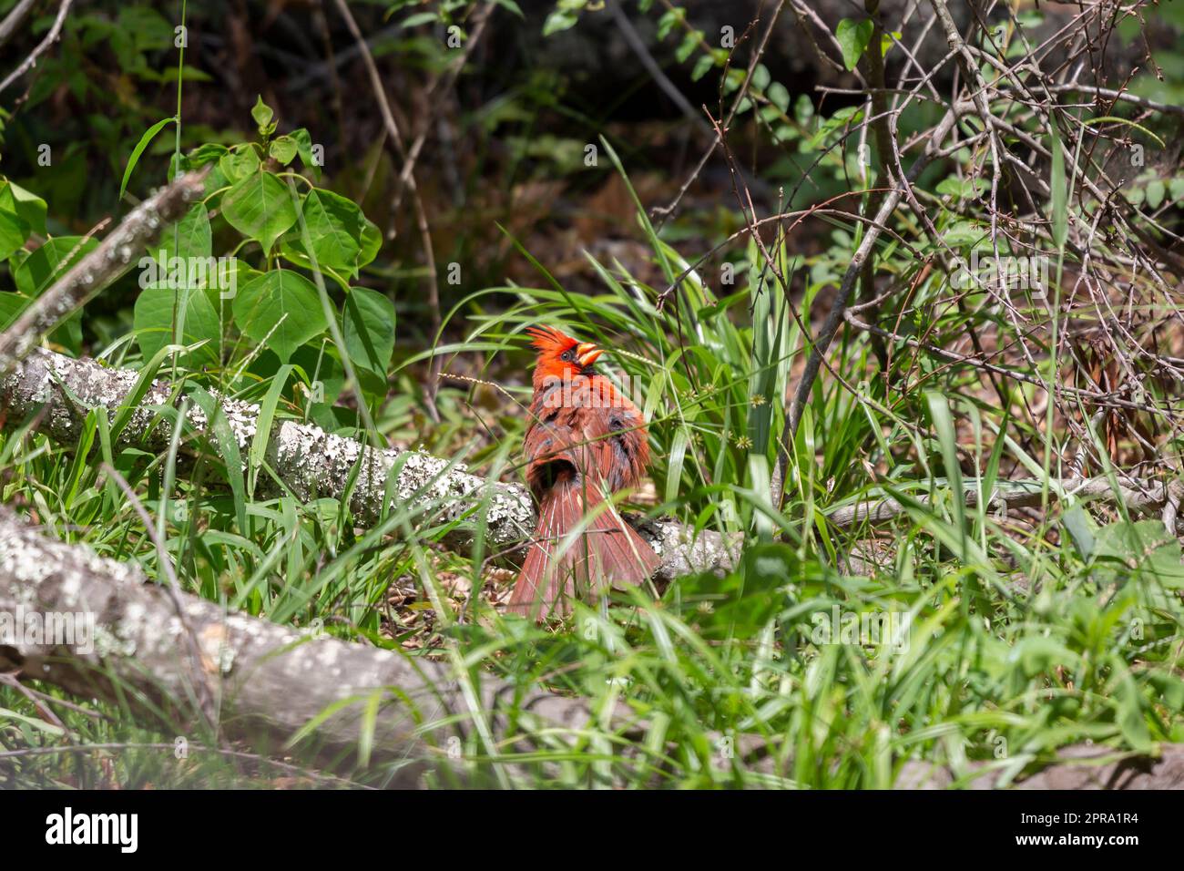 Molting northern cardinal hi-res stock photography and images - Alamy