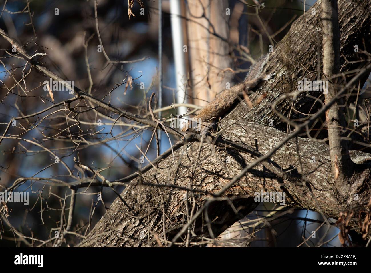 Eastern Gray Squirrel Camouflaging Stock Photo - Alamy