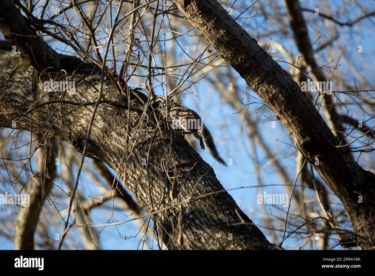 Eastern Gray Squirrel Running Stock Photo - Alamy