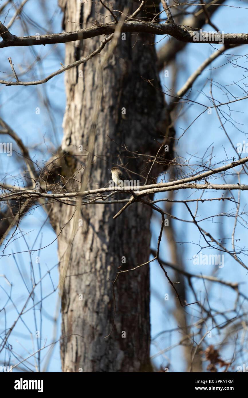 Eastern Phoebe Bird Stock Photo - Alamy