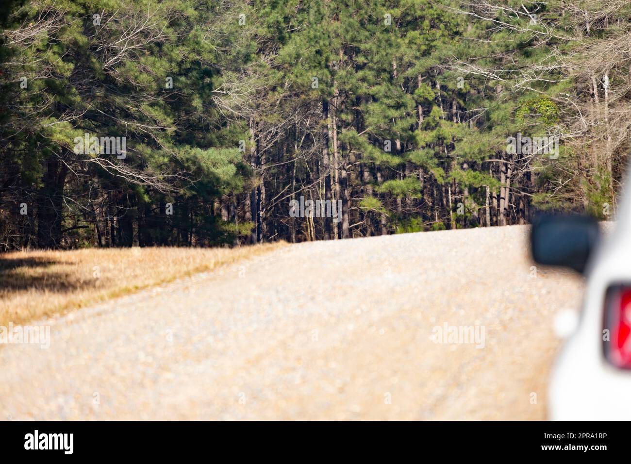 Driving down a Forest Road Stock Photo - Alamy