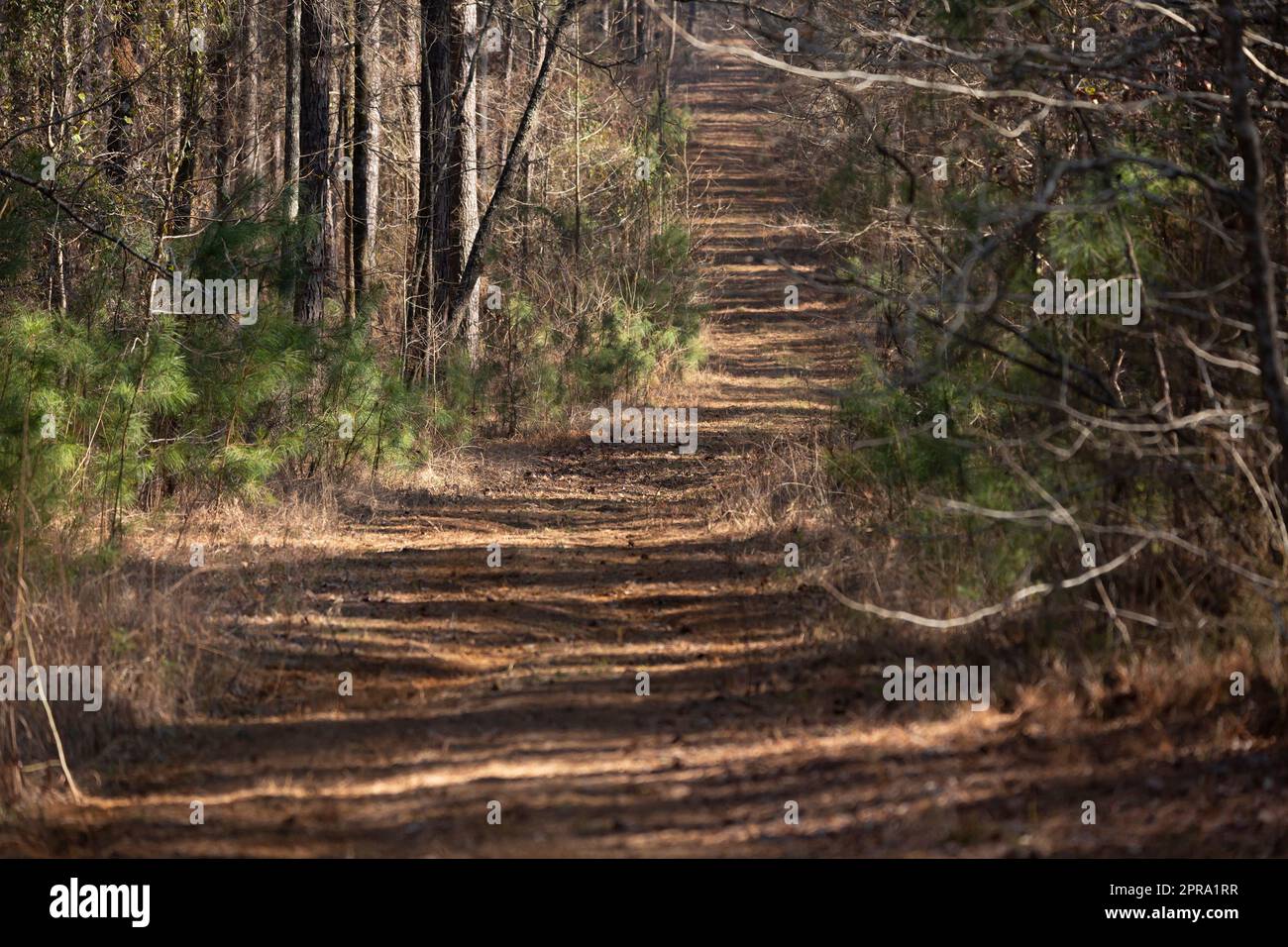 Pathway through a Forest Stock Photo - Alamy