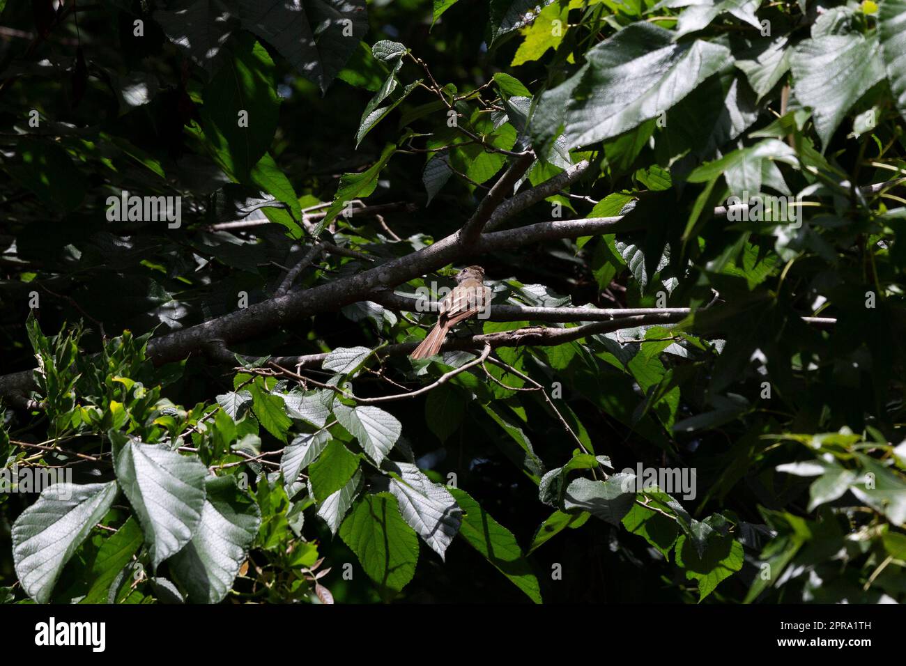 Great-Crested Flycatcher Looking Around Stock Photo - Alamy