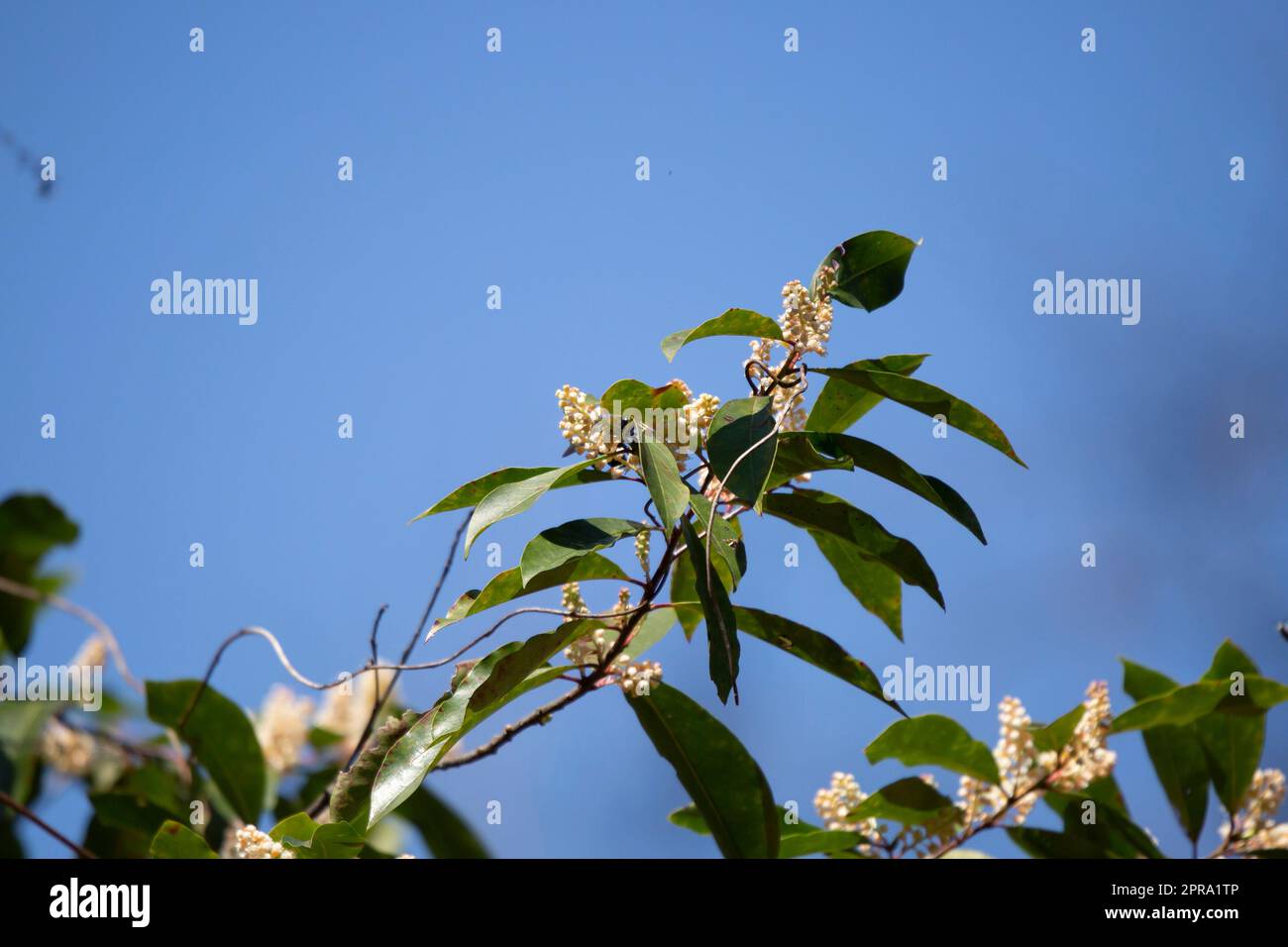 Eastern Carpenter Bee Stock Photo - Alamy