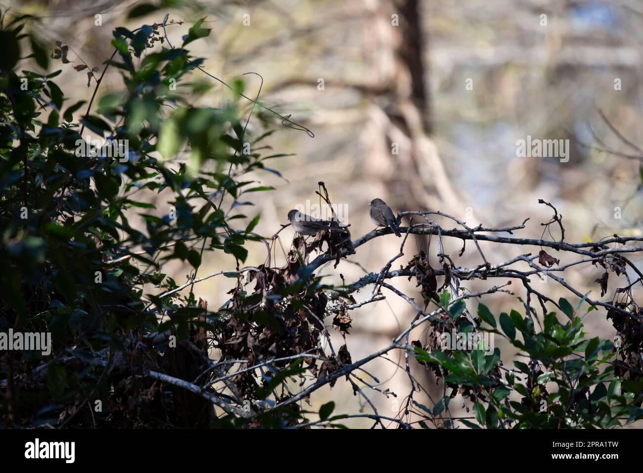 Two juncos hi-res stock photography and images - Alamy