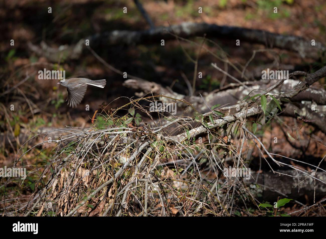 Dark-Eyed Junco Flying Stock Photo - Alamy