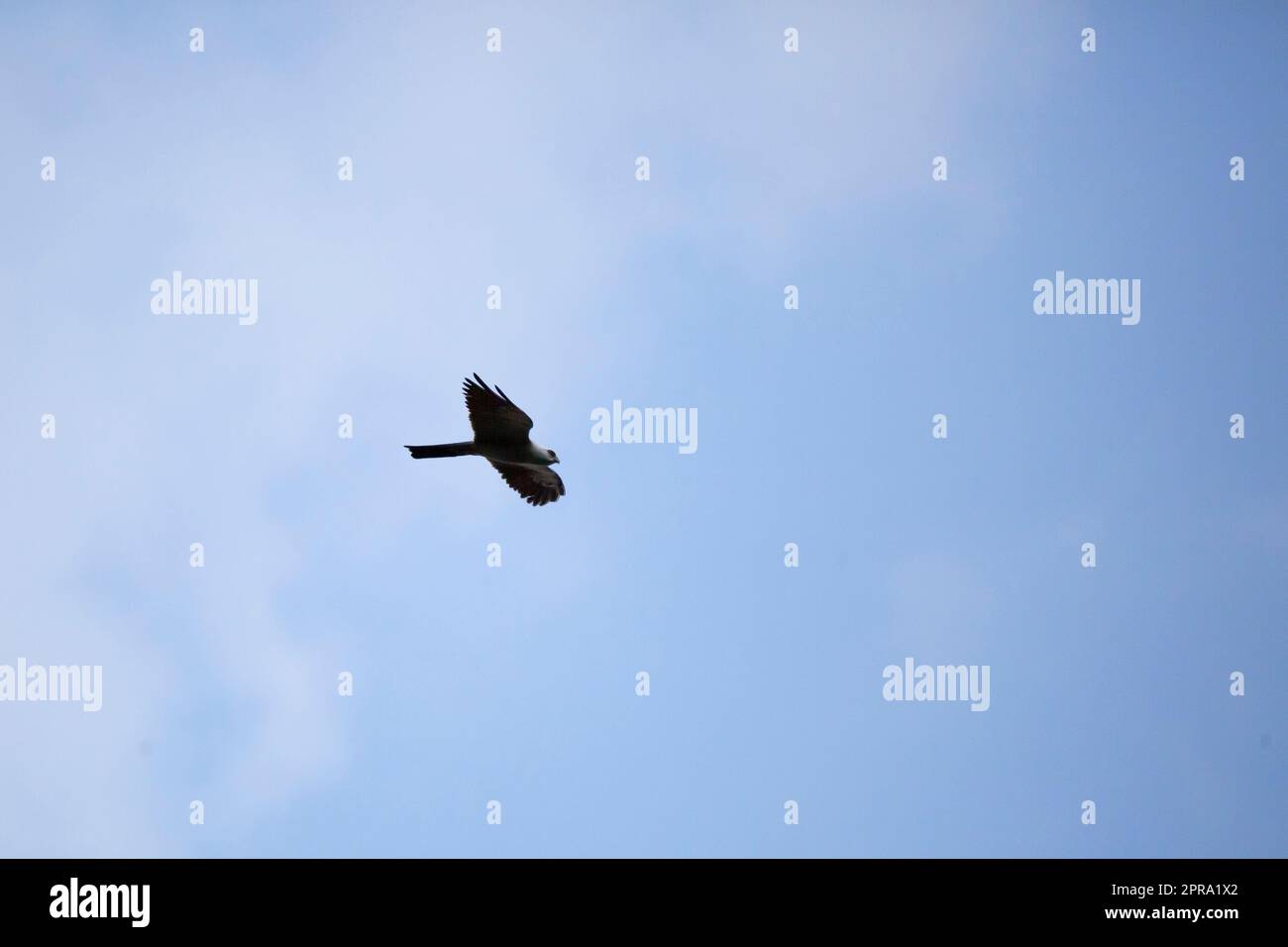 Soaring weather hi-res stock photography and images - Alamy