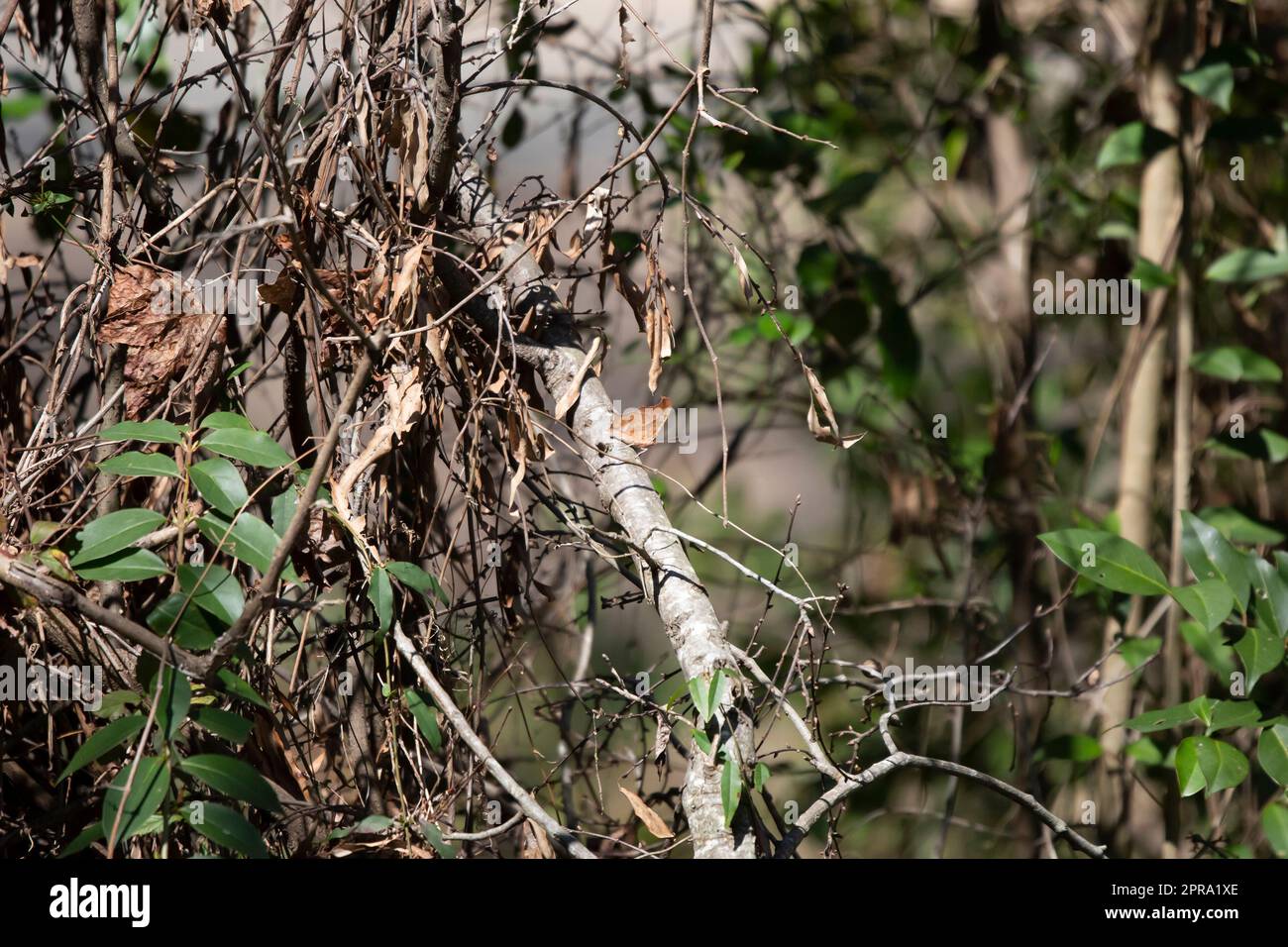 Question Mark Butterfly Stock Photo - Alamy