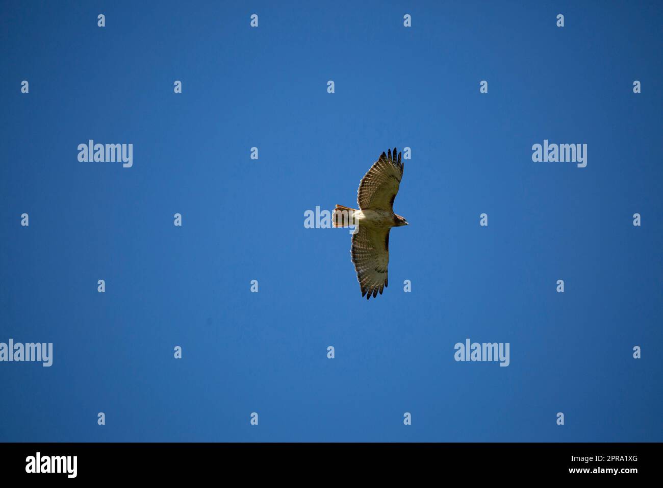 Red-Tailed Hawk Soaring Stock Photo - Alamy