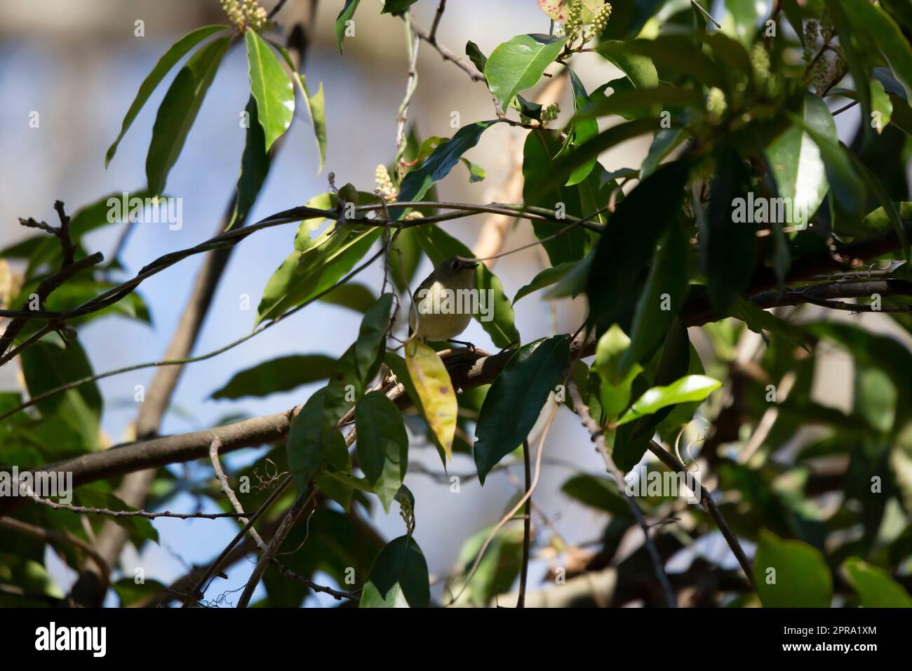 Hidden Ruby-Crowned Kinglet Stock Photo - Alamy