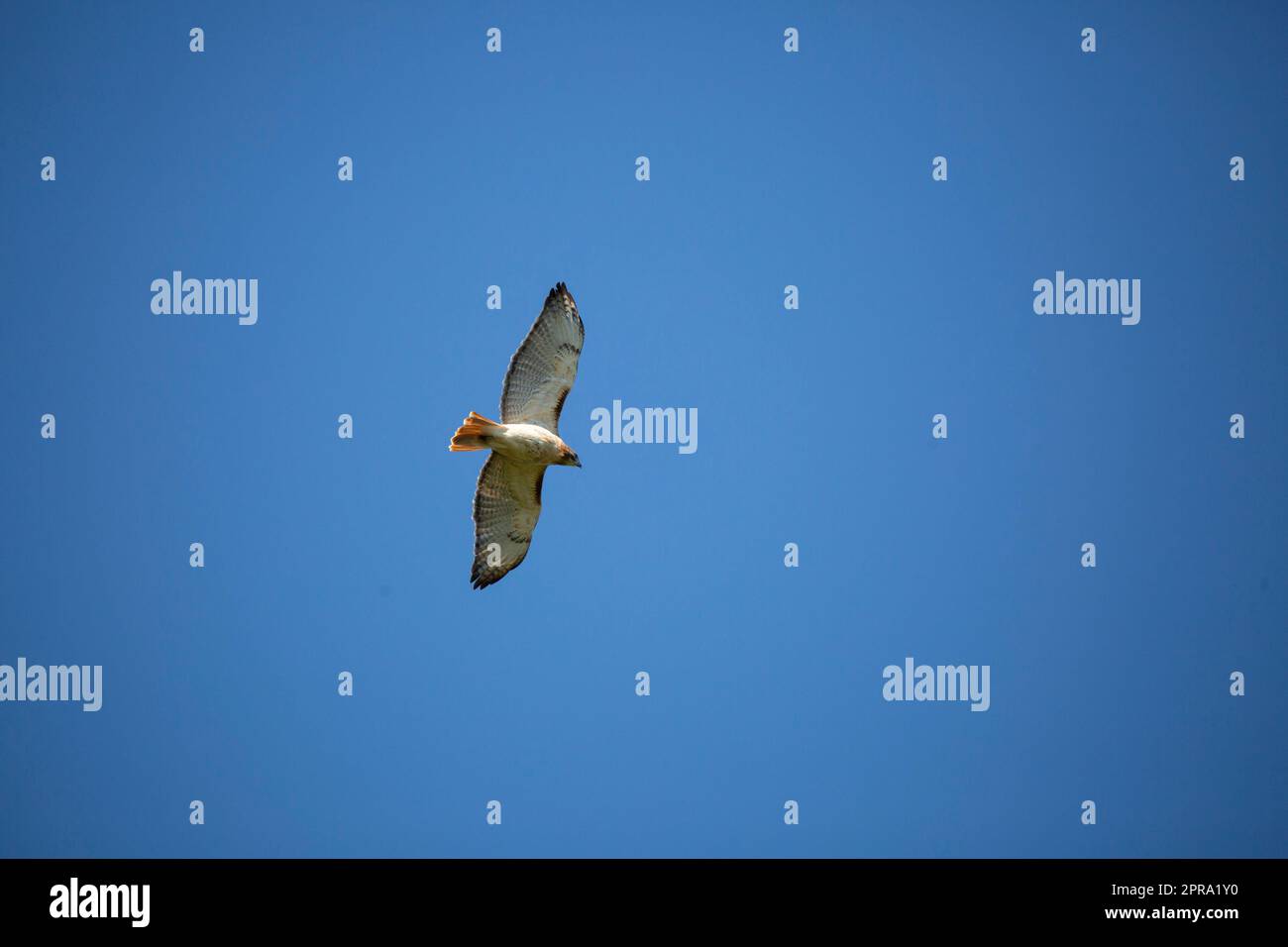 Red-Tailed Hawk Soaring Stock Photo - Alamy