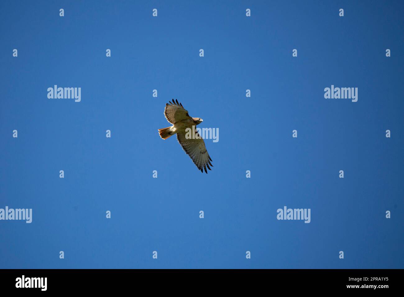Red-Tailed Hawk Flying Stock Photo - Alamy