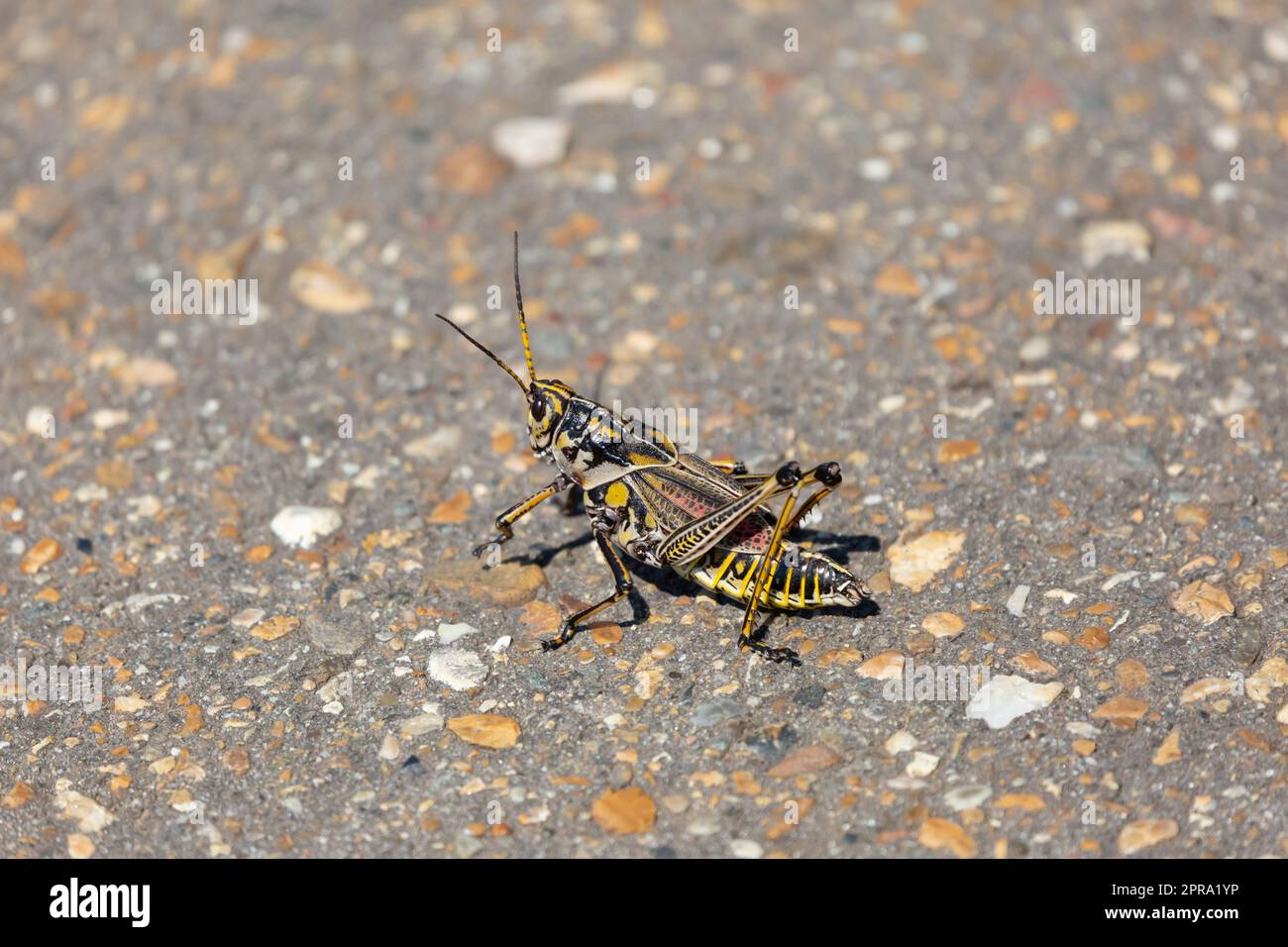 Adult Eastern Lubber Grasshopper Stock Photo - Alamy