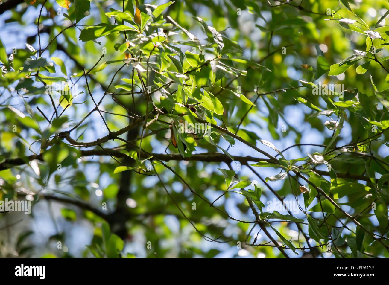 American redstart white background hi-res stock photography and images ...