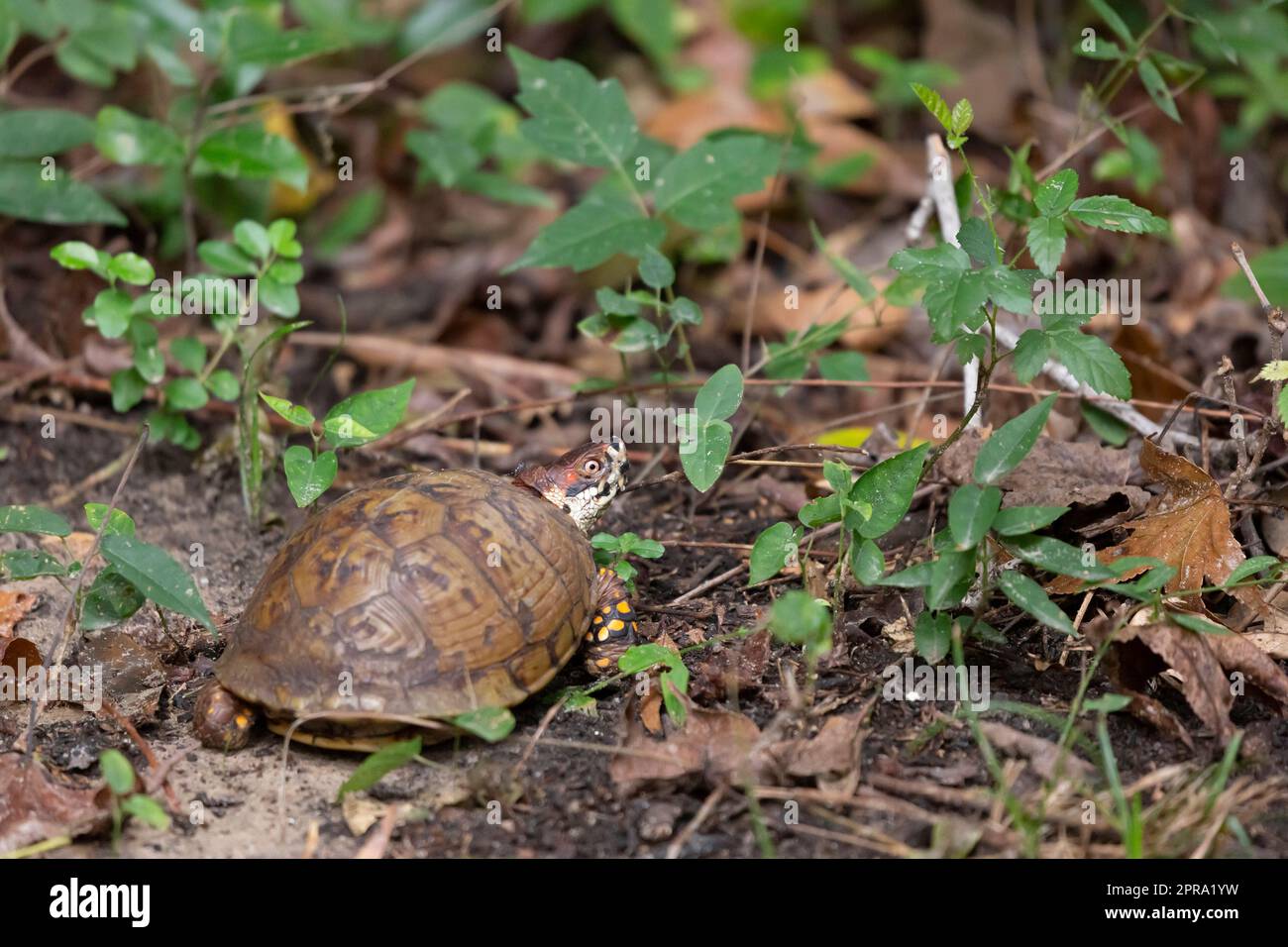 Eastern Box Turtle Being Fed on by a Mosquito Stock Photo - Alamy