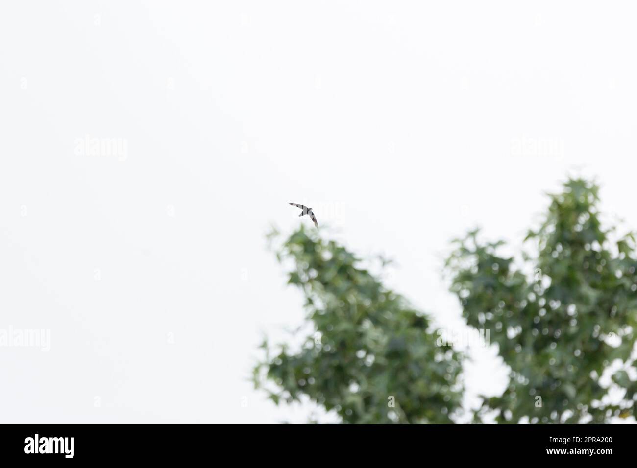 Chimney Swift in Flight Stock Photo - Alamy