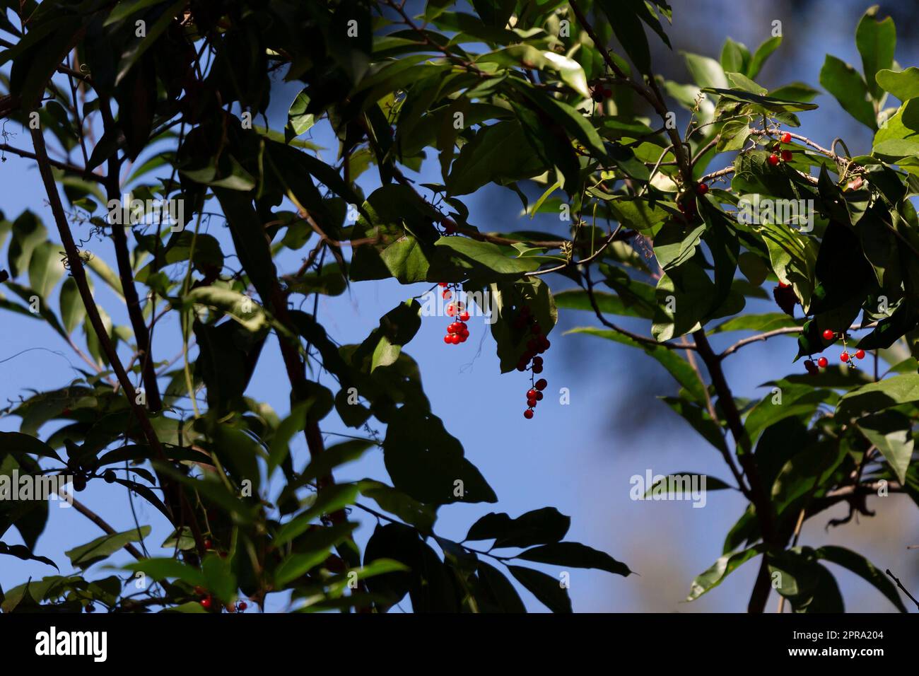 Red Berries on a Plant Stock Photo - Alamy