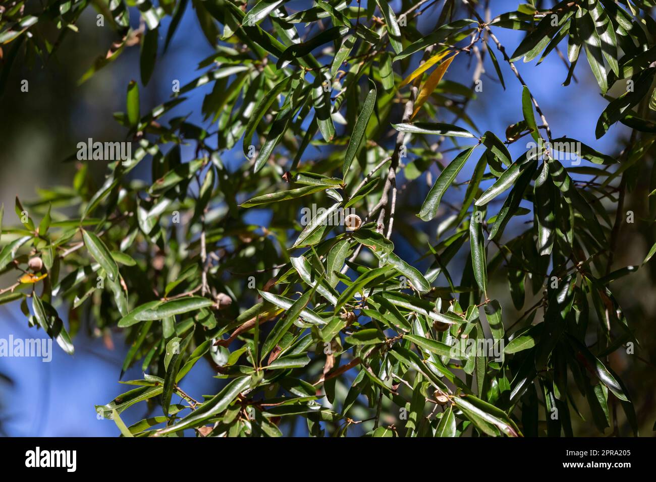 Oak Tree Leaves Stock Photo - Alamy