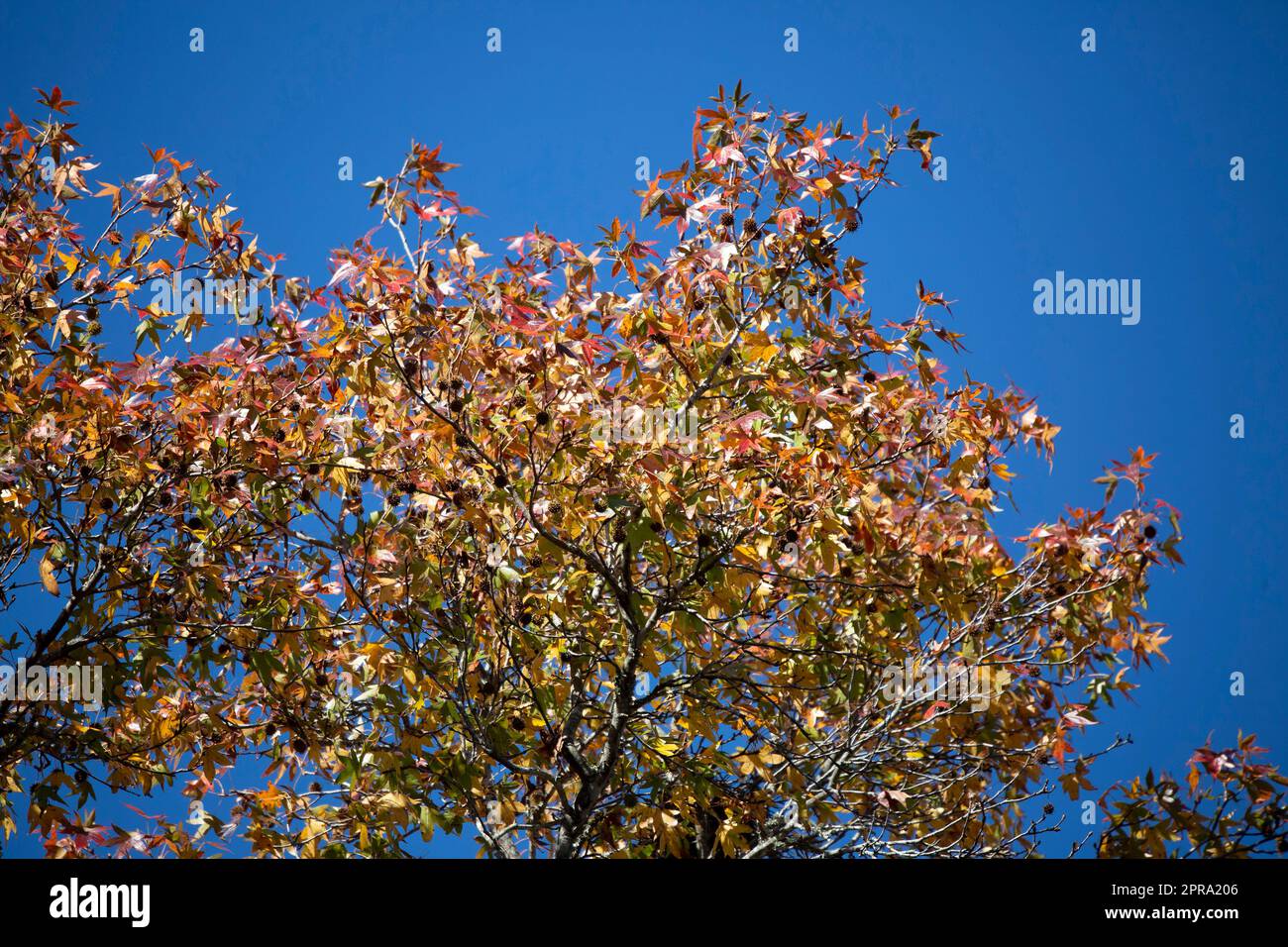 Changing color tree hi-res stock photography and images - Alamy