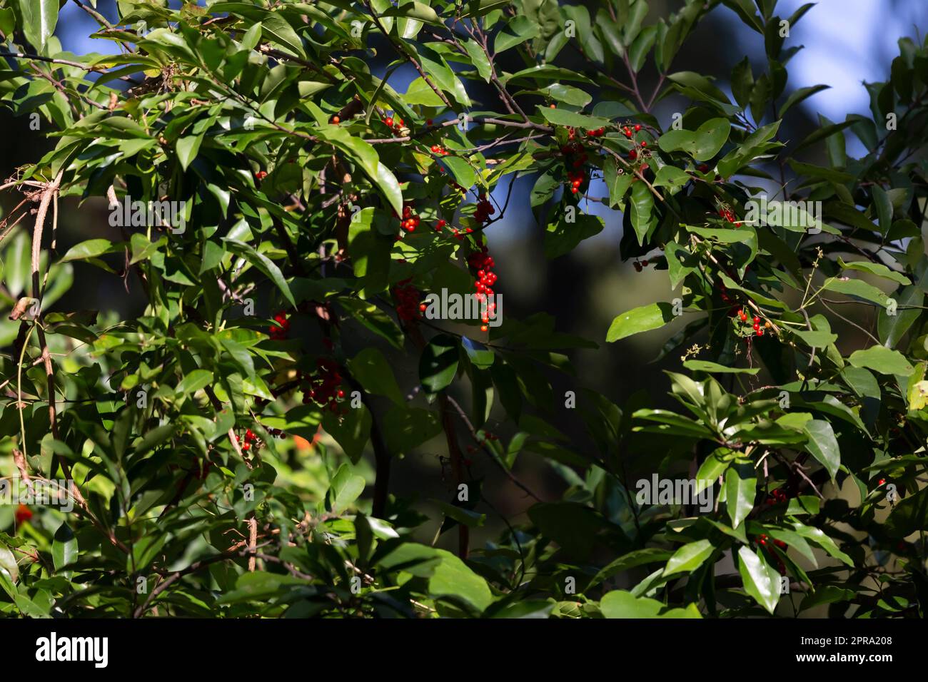 Red Berries on a Plant Stock Photo - Alamy